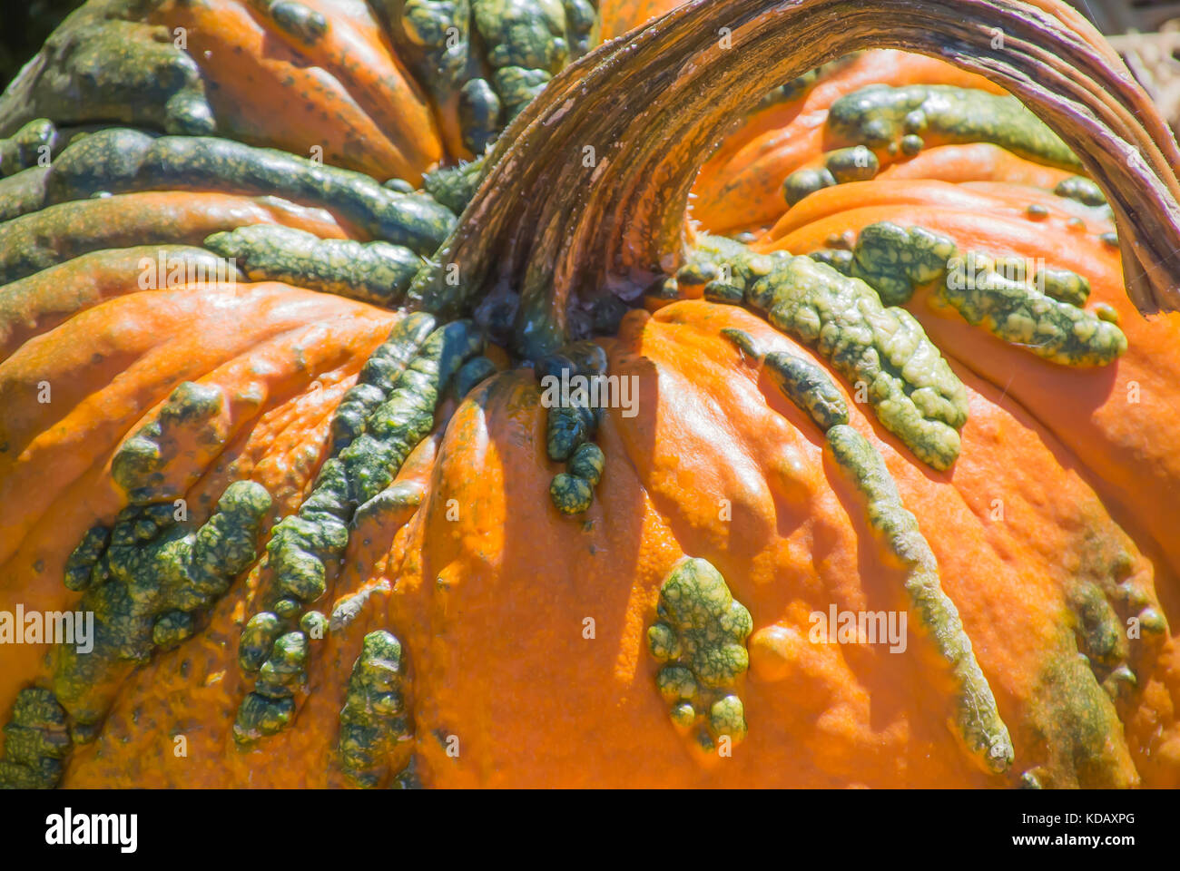Close Up - Pumpkin Stock Photo - Alamy