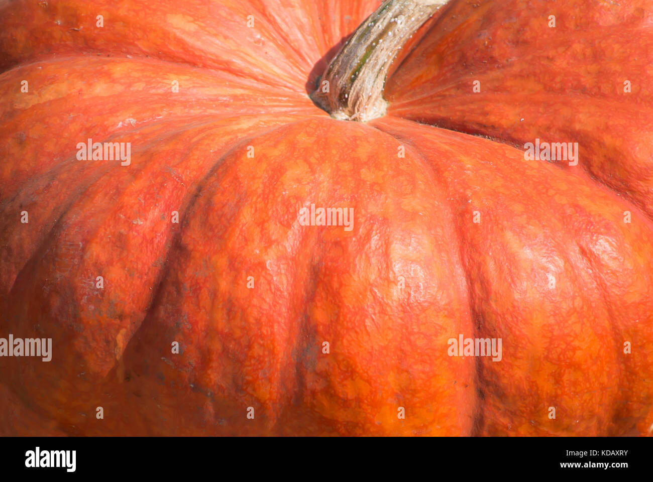Pumpkin Close Up Stock Photo - Alamy