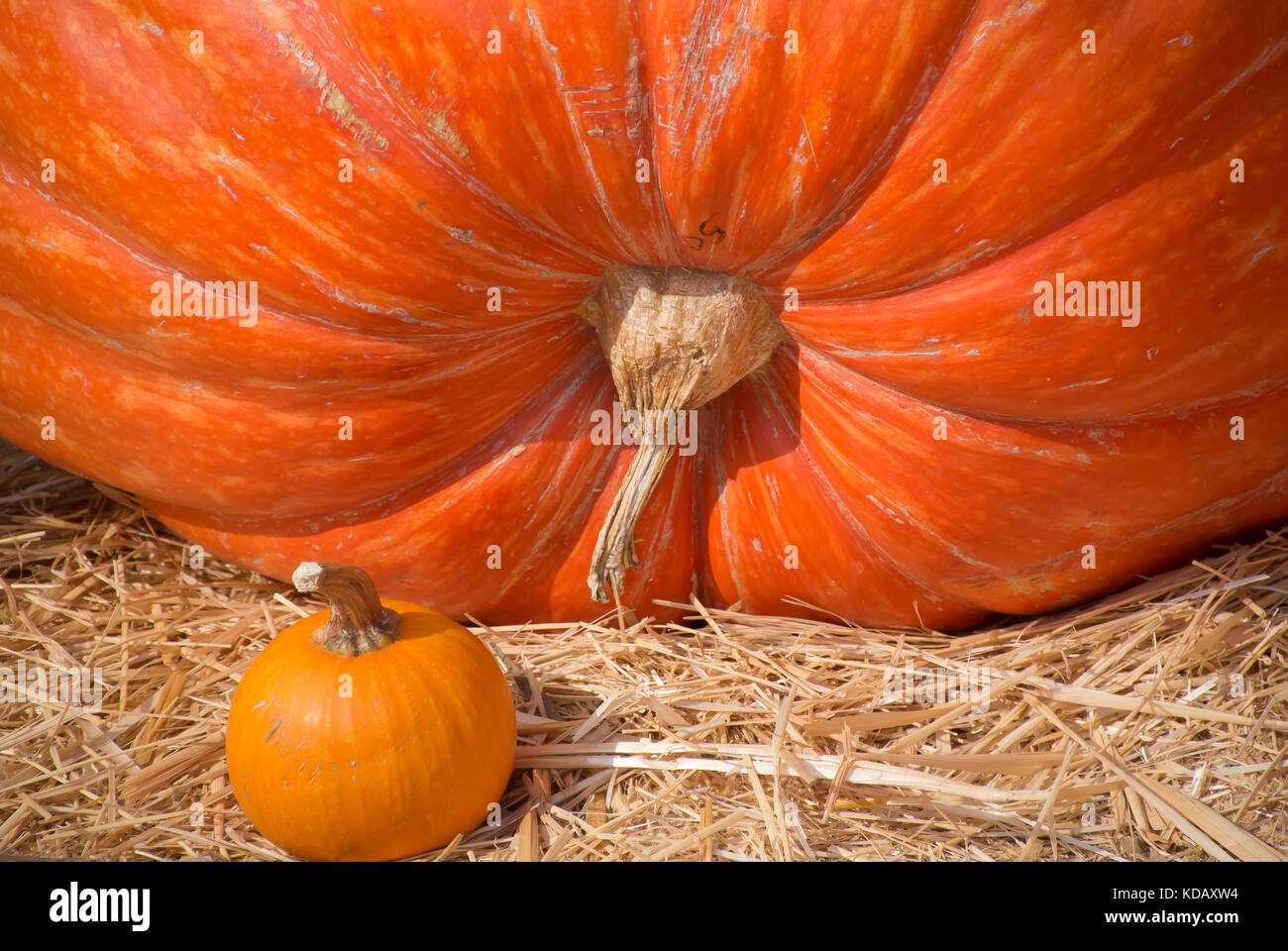 Different Color/Size of Pumpkins for Sale Stock Photo - Alamy