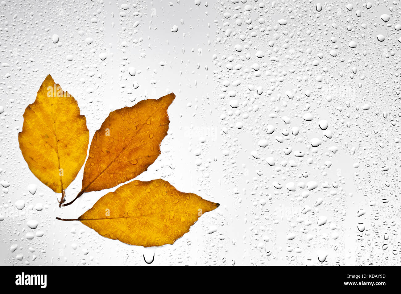 Colorful autumn leaves and raindrops on the window Stock Photo - Alamy