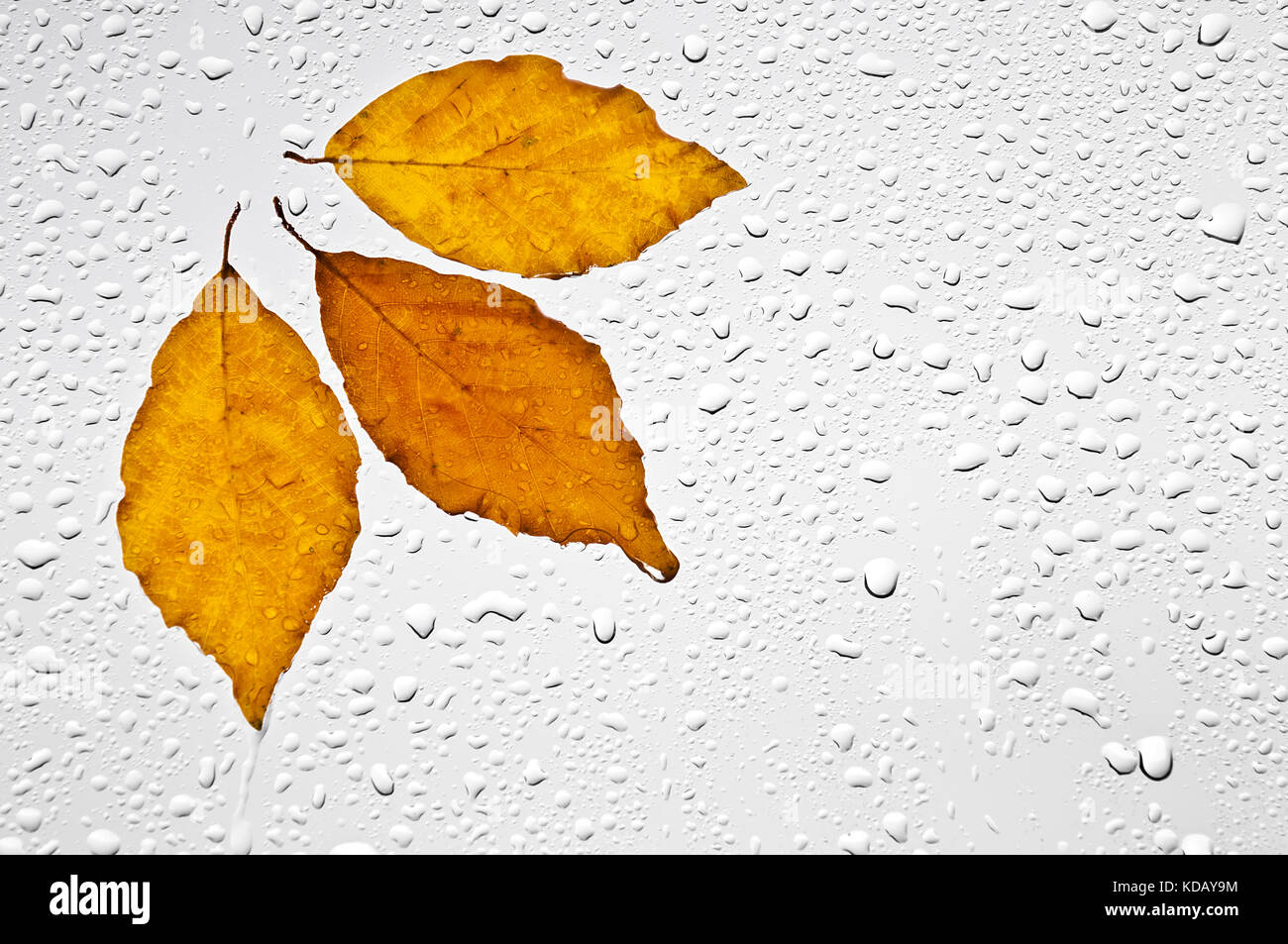 Raindrops On Fall Leaves