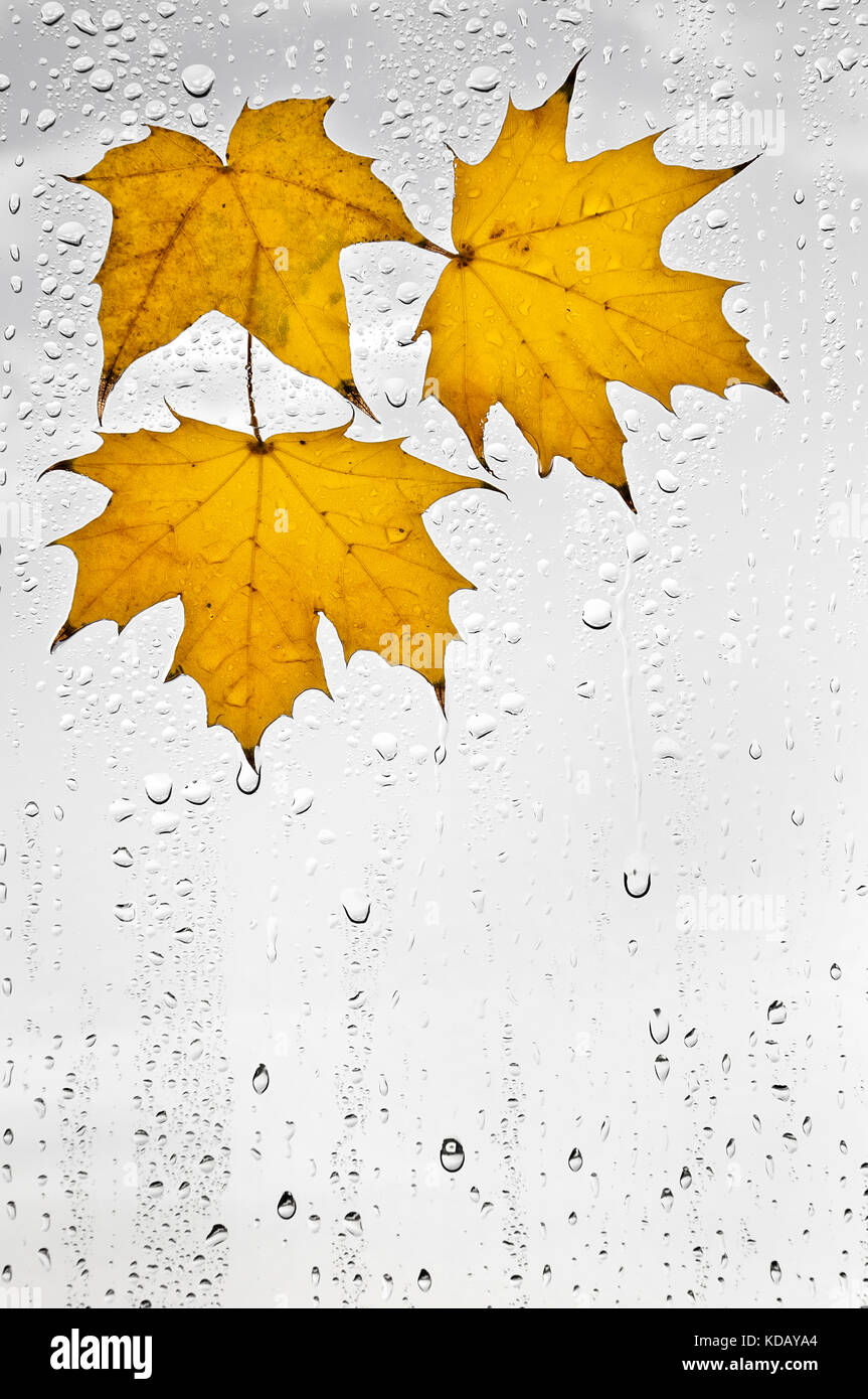 Colorful autumn leaves and raindrops on the window Stock Photo - Alamy