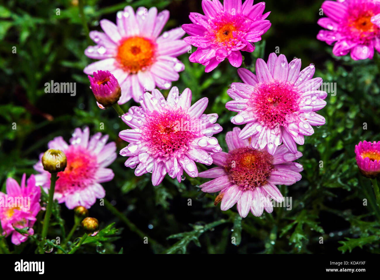 Rain soaked pink daisies against wet green foiliage garden background ...