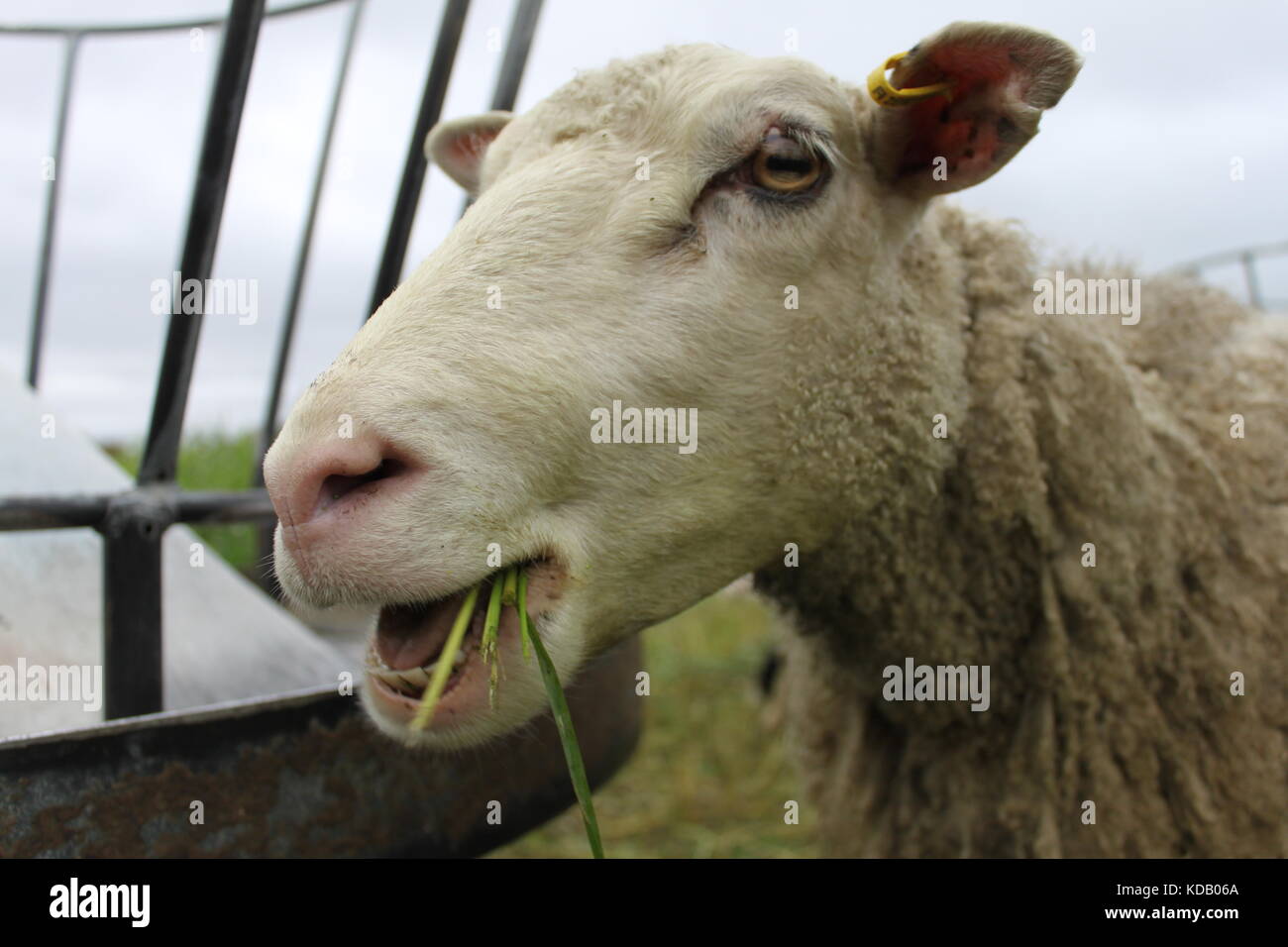 Ruminating sheep hi-res stock photography and images - Alamy