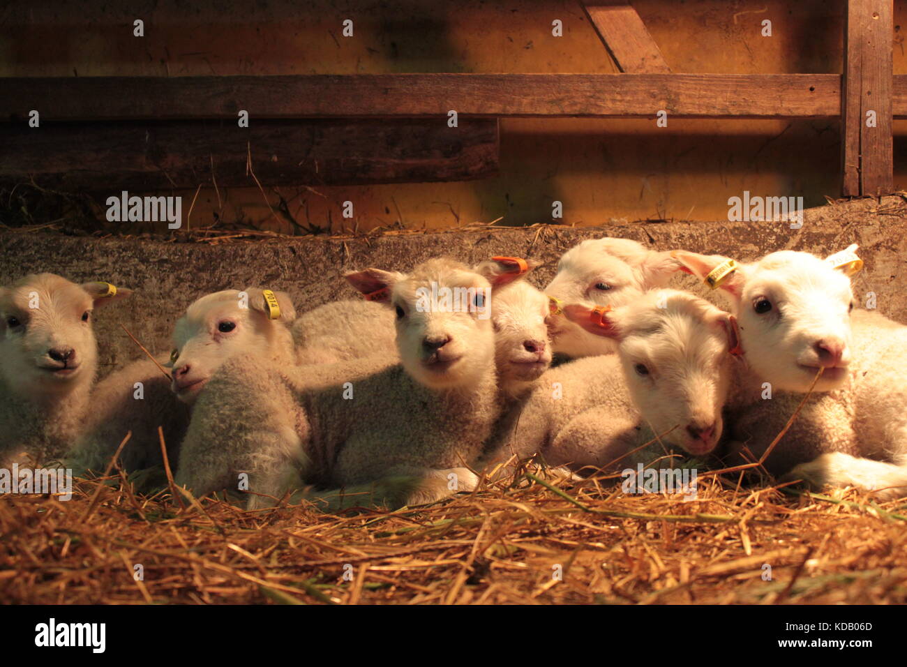 Newborn lambs resting in the barn Stock Photo - Alamy