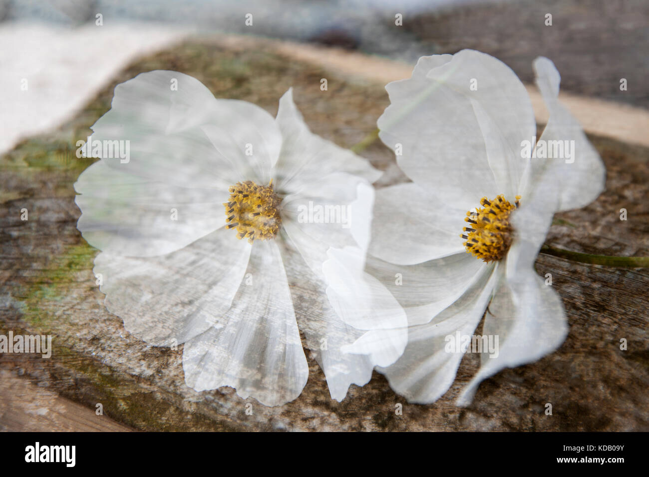 Ghostly white flower, Cosmos purity Stock Photo - Alamy