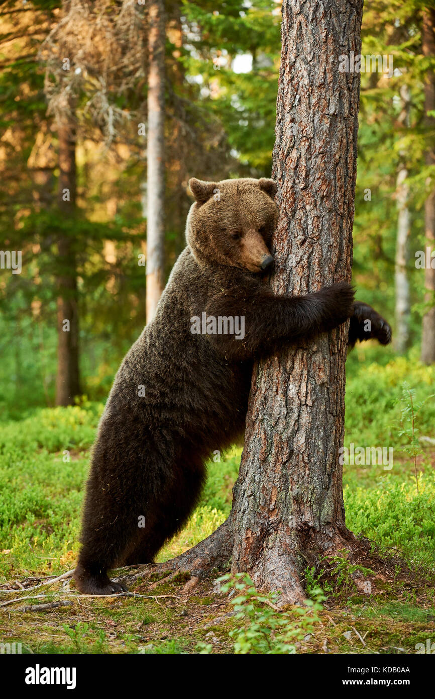 brown bear very tired leans against a tree in a brown bear very tired ...