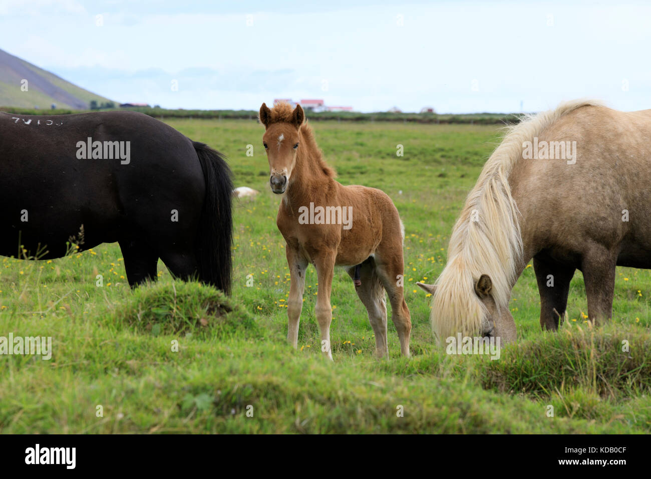 Hore in the Iceland landscape, Iceland, Europe Stock Photo - Alamy