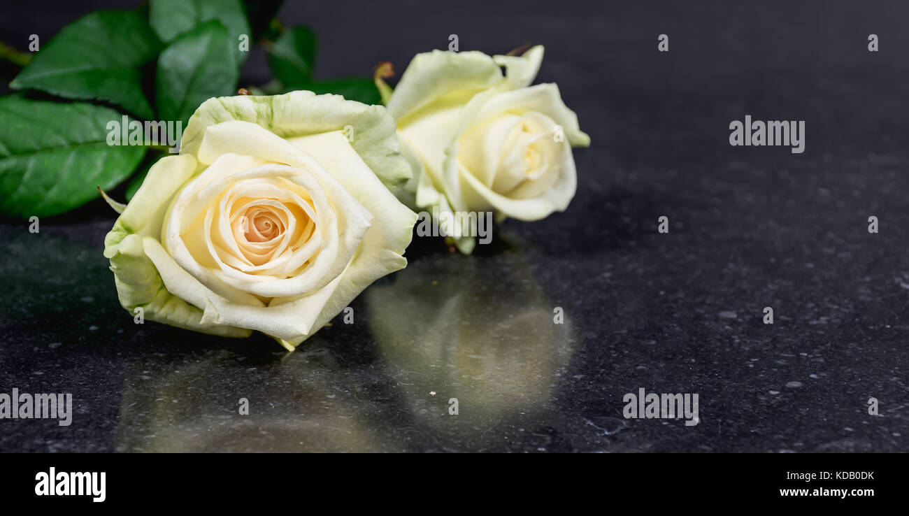 White roses on dark texture background. Sympathy and funeral concept ...