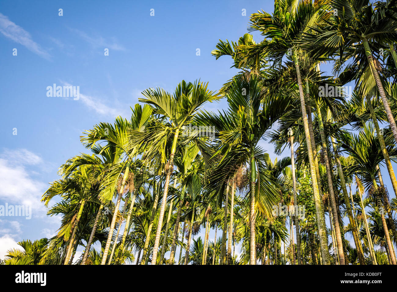 Tropical palm forest in Taiwan Stock Photo - Alamy