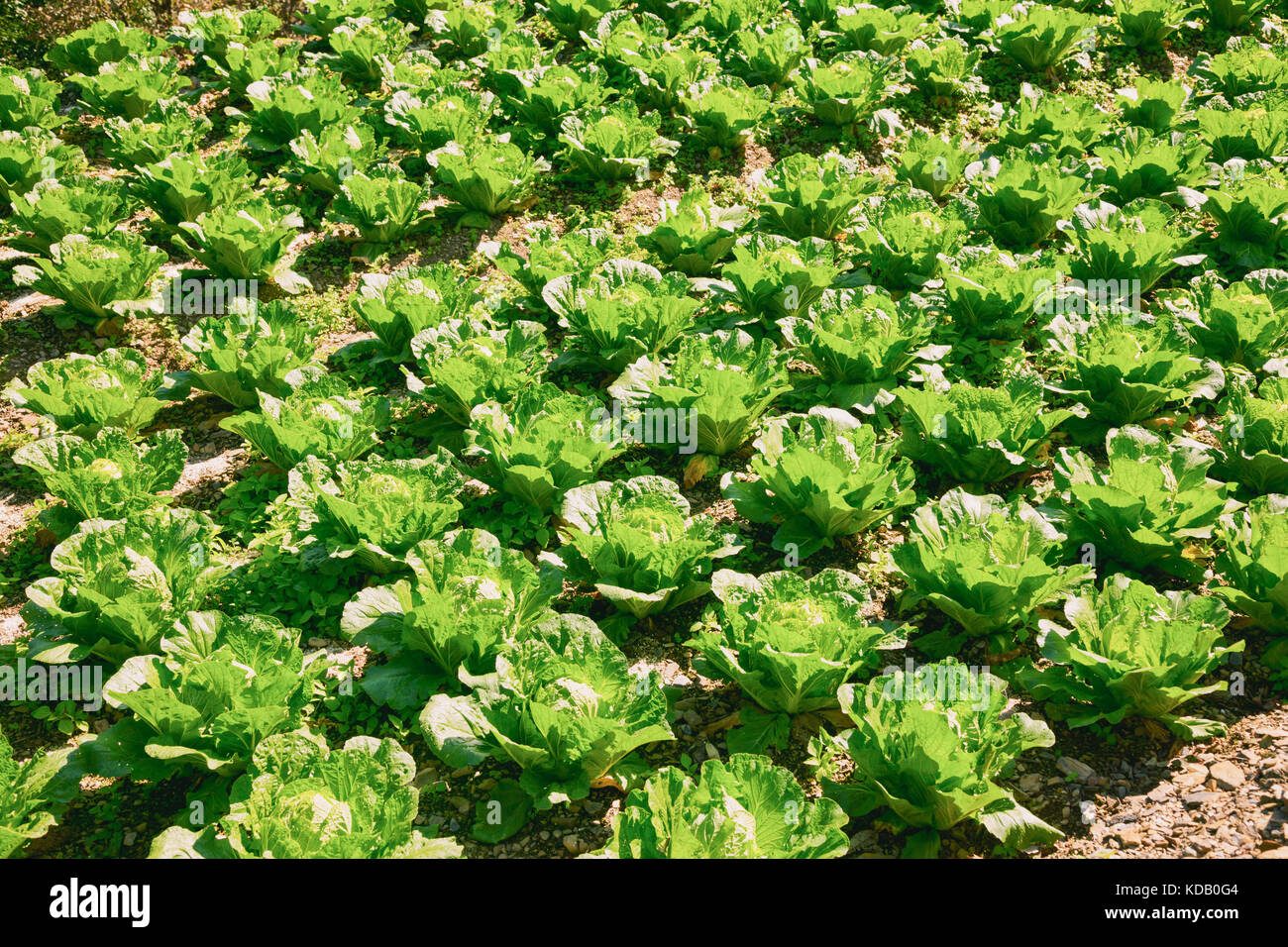 Rows cabbage on farm hi-res stock photography and images - Alamy