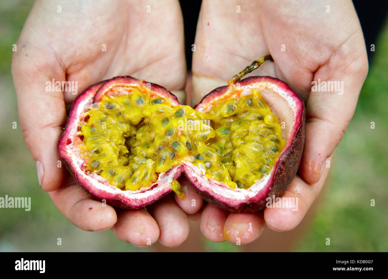 Farmer showing fresh ripe Passion fruit Stock Photo - Alamy