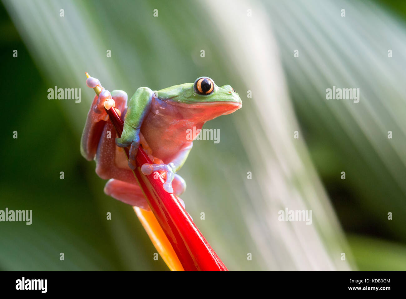 Golden-eyed Leaf Frog, “Agalychnis annae” from Costa Rica Stock Photo ...