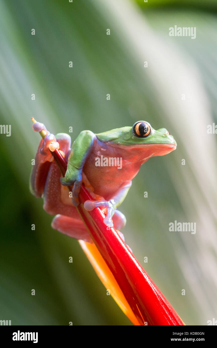 Golden-eyed Leaf Frog, “Agalychnis annae” from Costa Rica Stock Photo ...