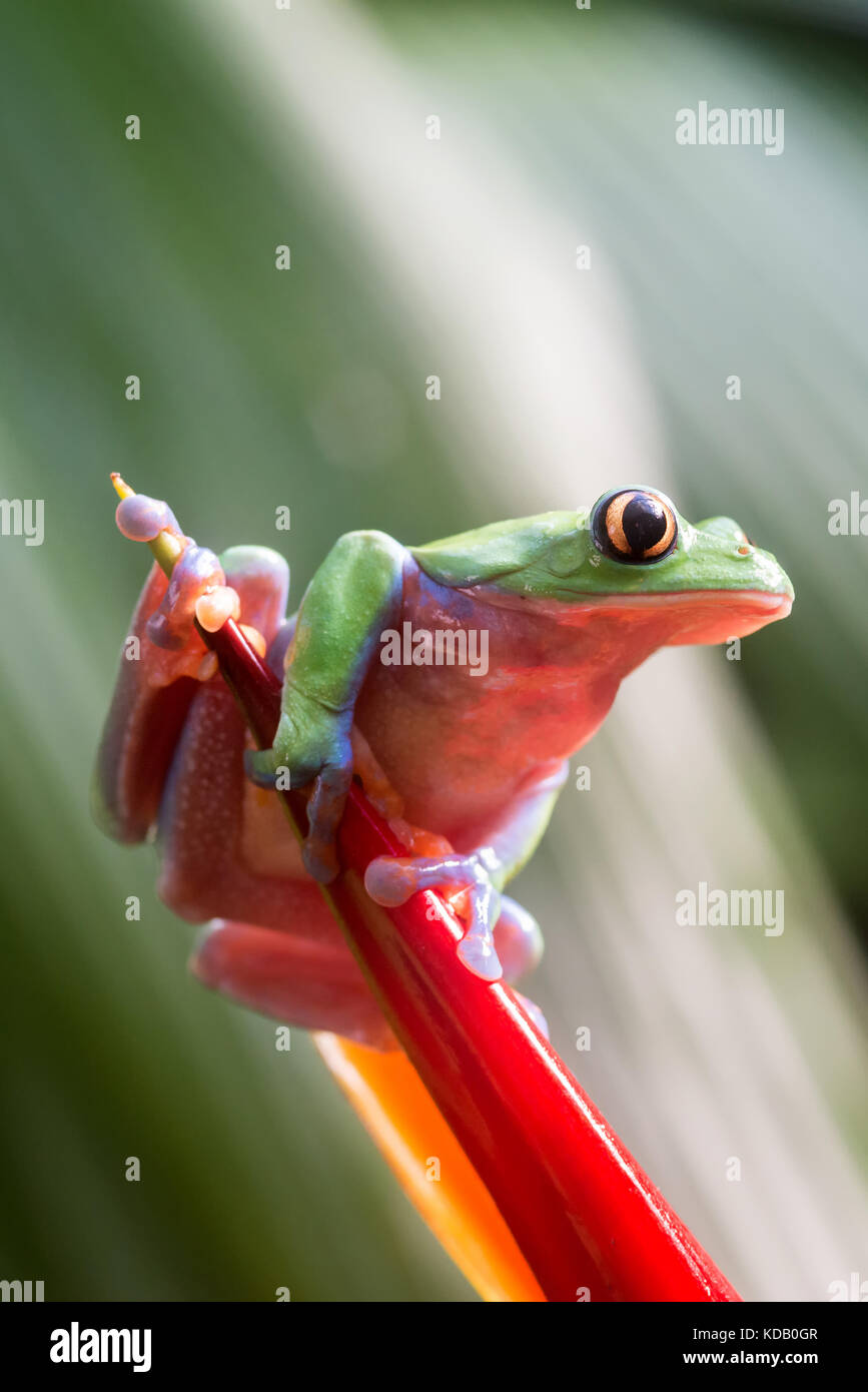 Golden-eyed Leaf Frog, “Agalychnis annae” from Costa Rica Stock Photo ...