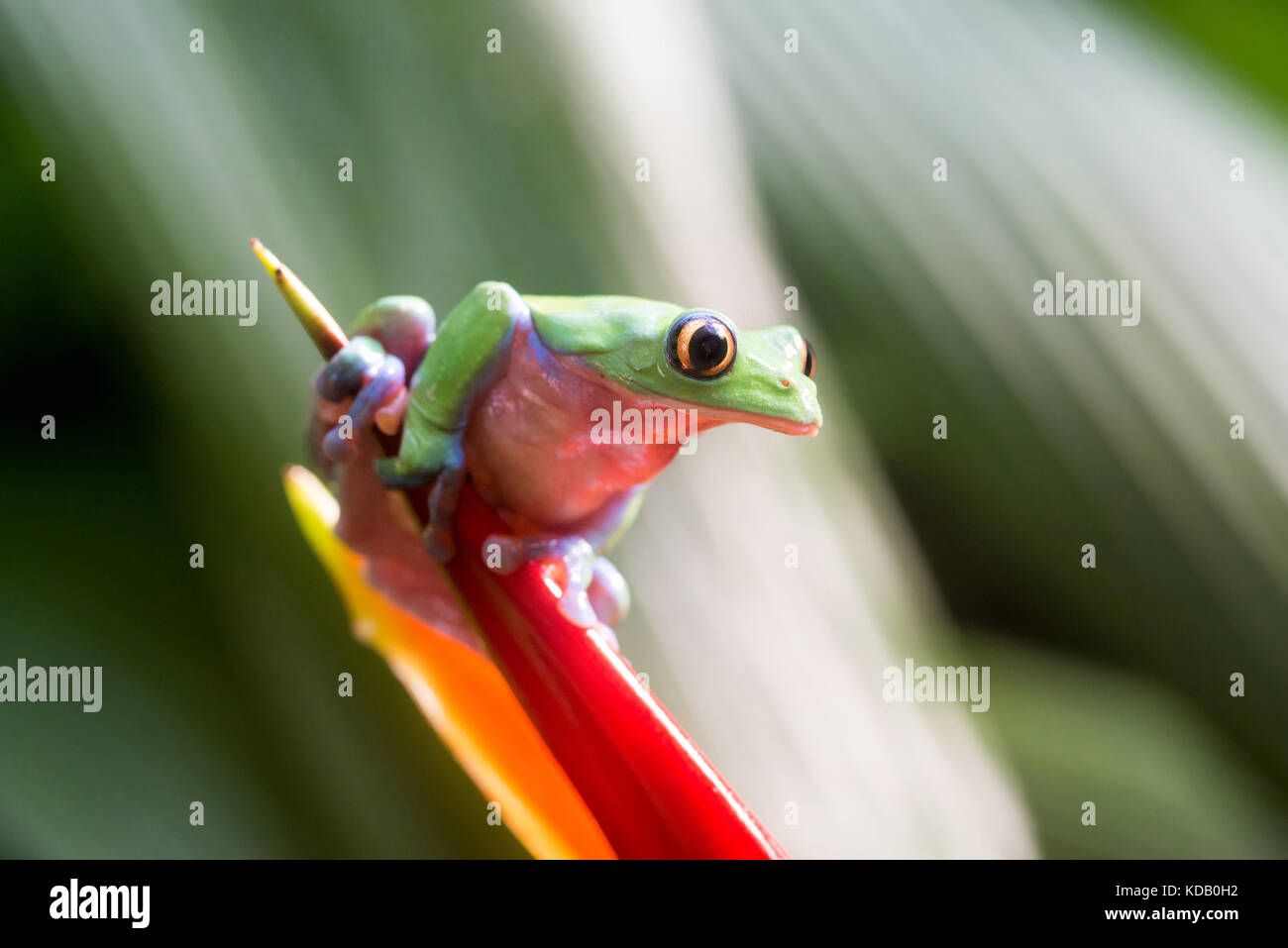 Golden-eyed Leaf Frog, “Agalychnis annae” from Costa Rica Stock Photo ...