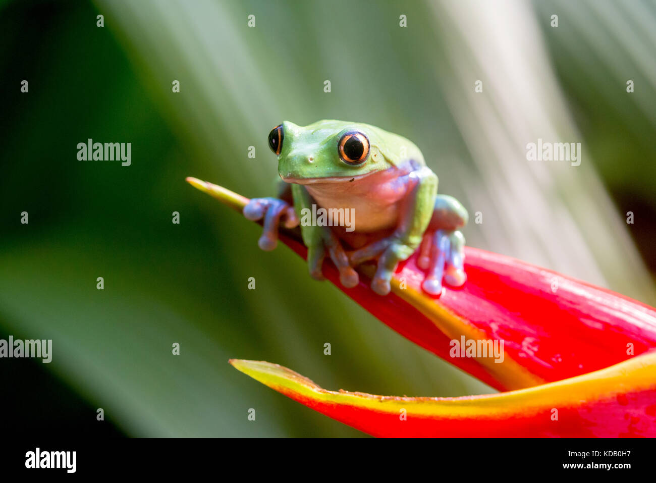Golden-eyed Leaf Frog, “Agalychnis annae” from Costa Rica Stock Photo ...