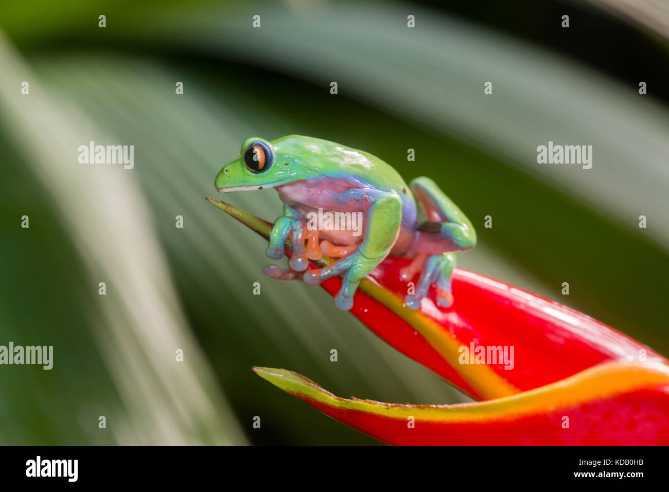 Golden-eyed Leaf Frog, “Agalychnis annae” from Costa Rica Stock Photo ...