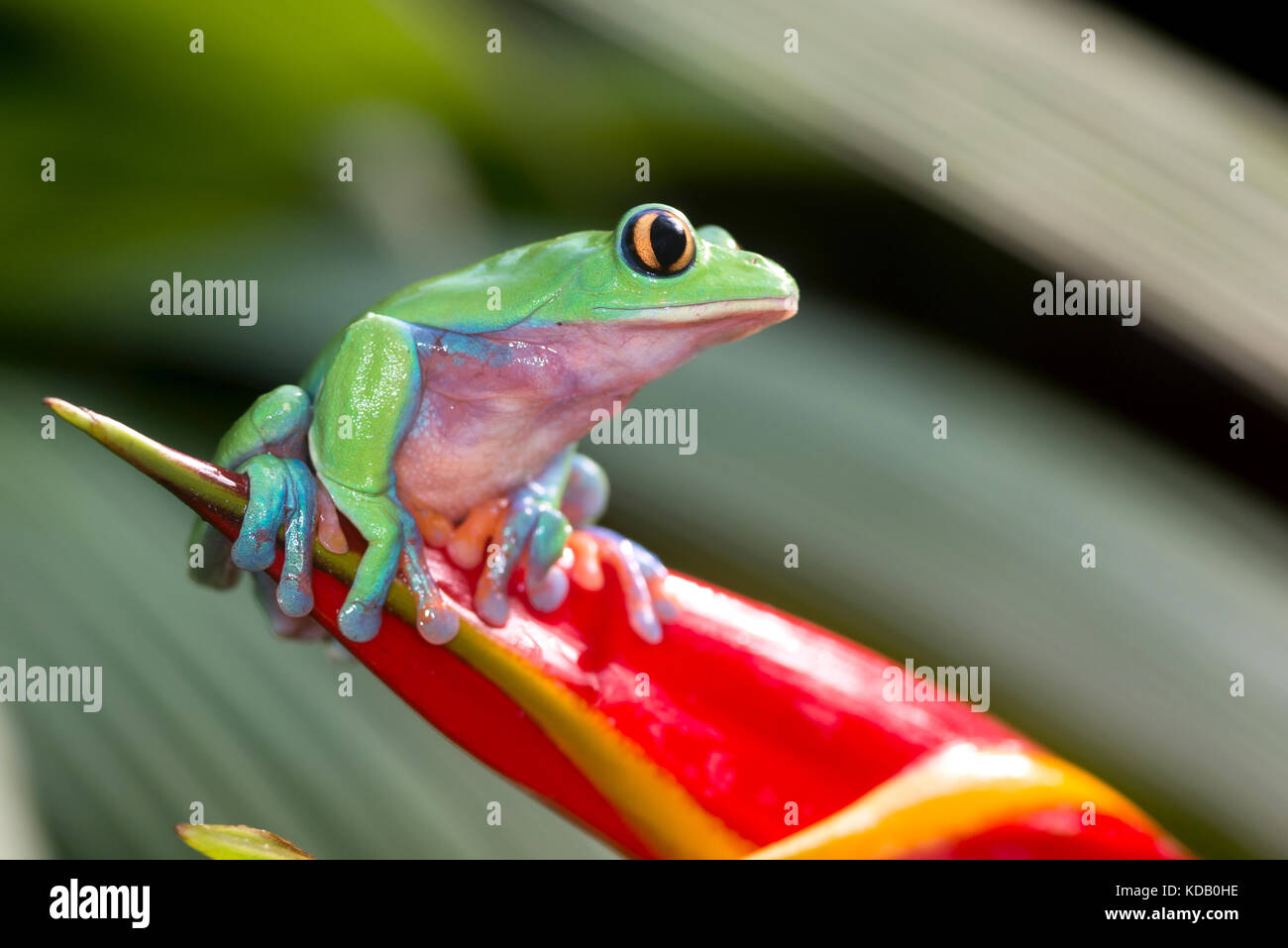 Golden-eyed Leaf Frog, “Agalychnis annae” from Costa Rica Stock Photo ...