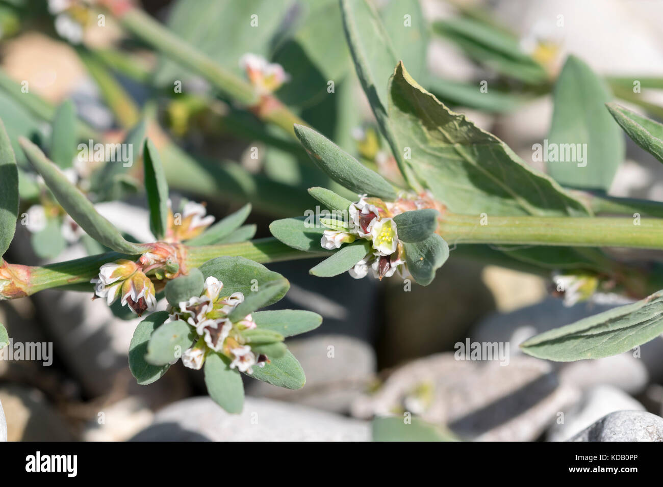 Ray's Knotgrass Polygonum oxyspermum growing on a shingle beach North ...