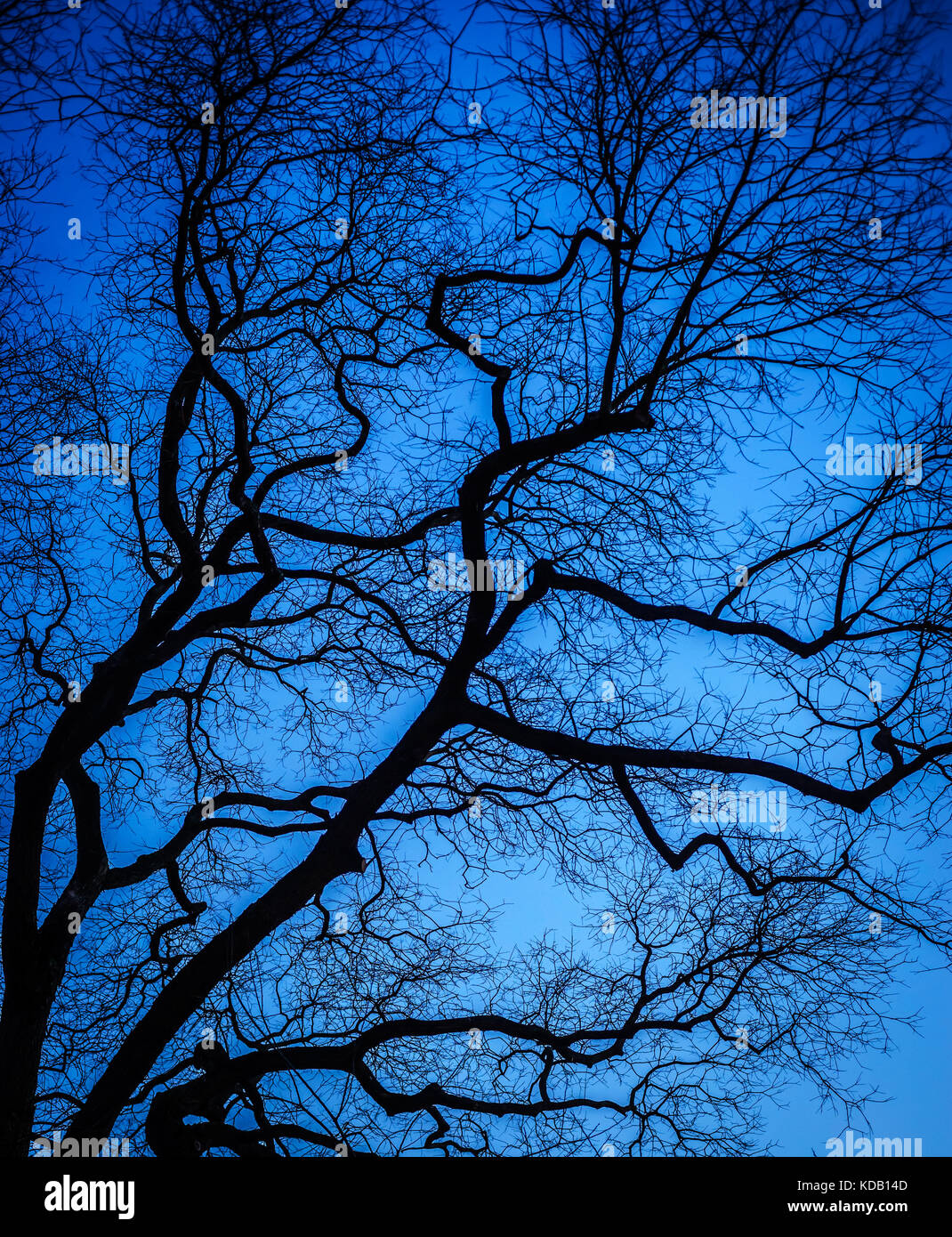 Abstract tree branches Stock Photo - Alamy