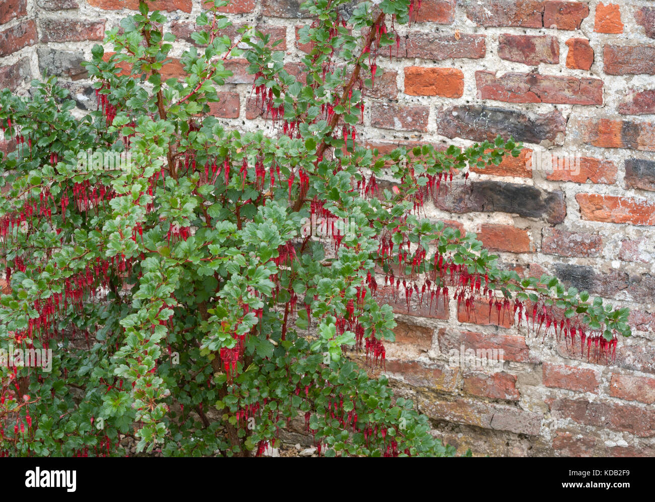 Ribes speciosum fuchsia flowered gooseberry hi-res stock photography ...