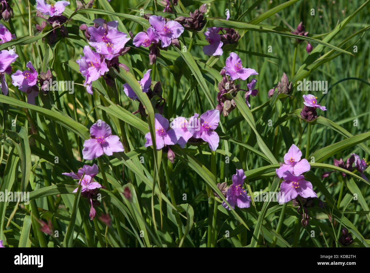 Spiderwort tradescantia andersoniana hi-res stock photography and ...