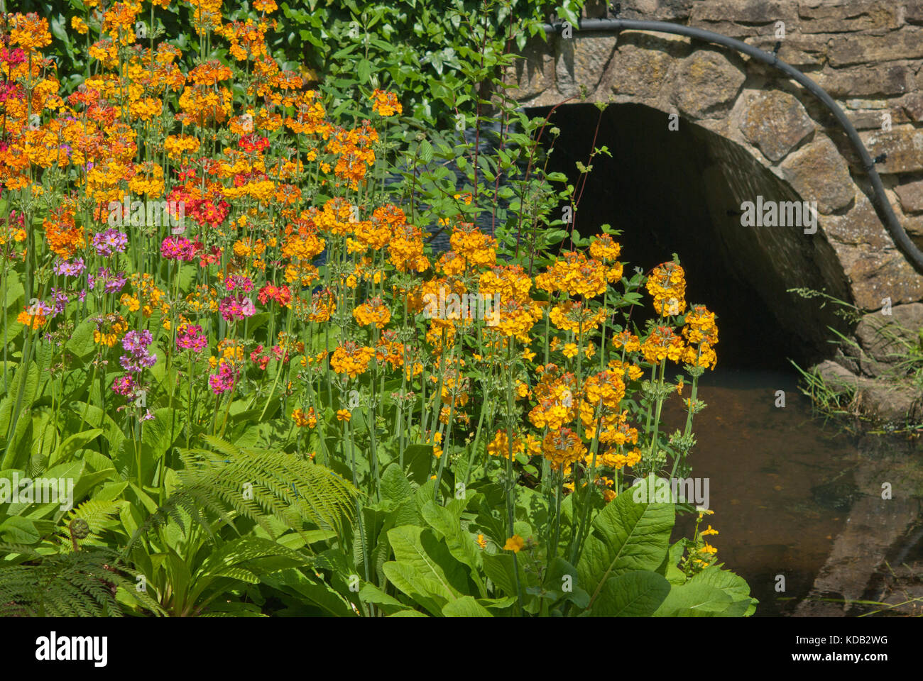 Primula plants and flowers hi-res stock photography and images - Alamy