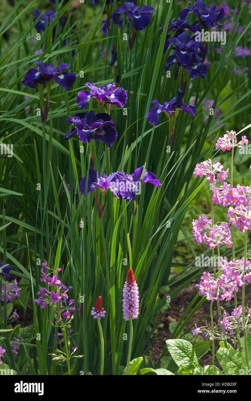 Moist flower bed planting Stock Photo - Alamy