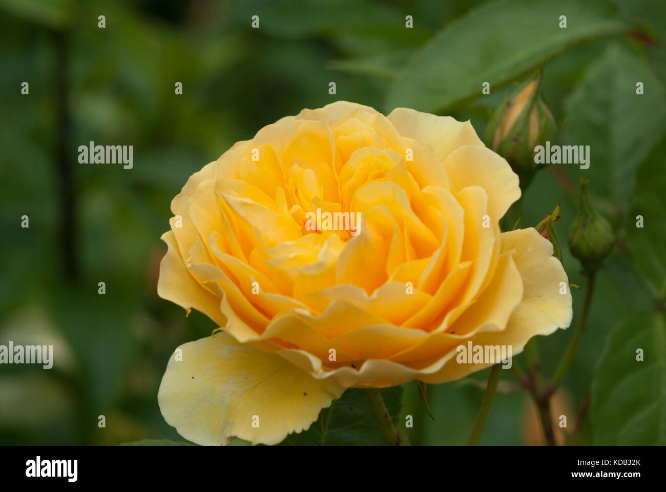 Rose Graham Thomas Stock Photo - Alamy