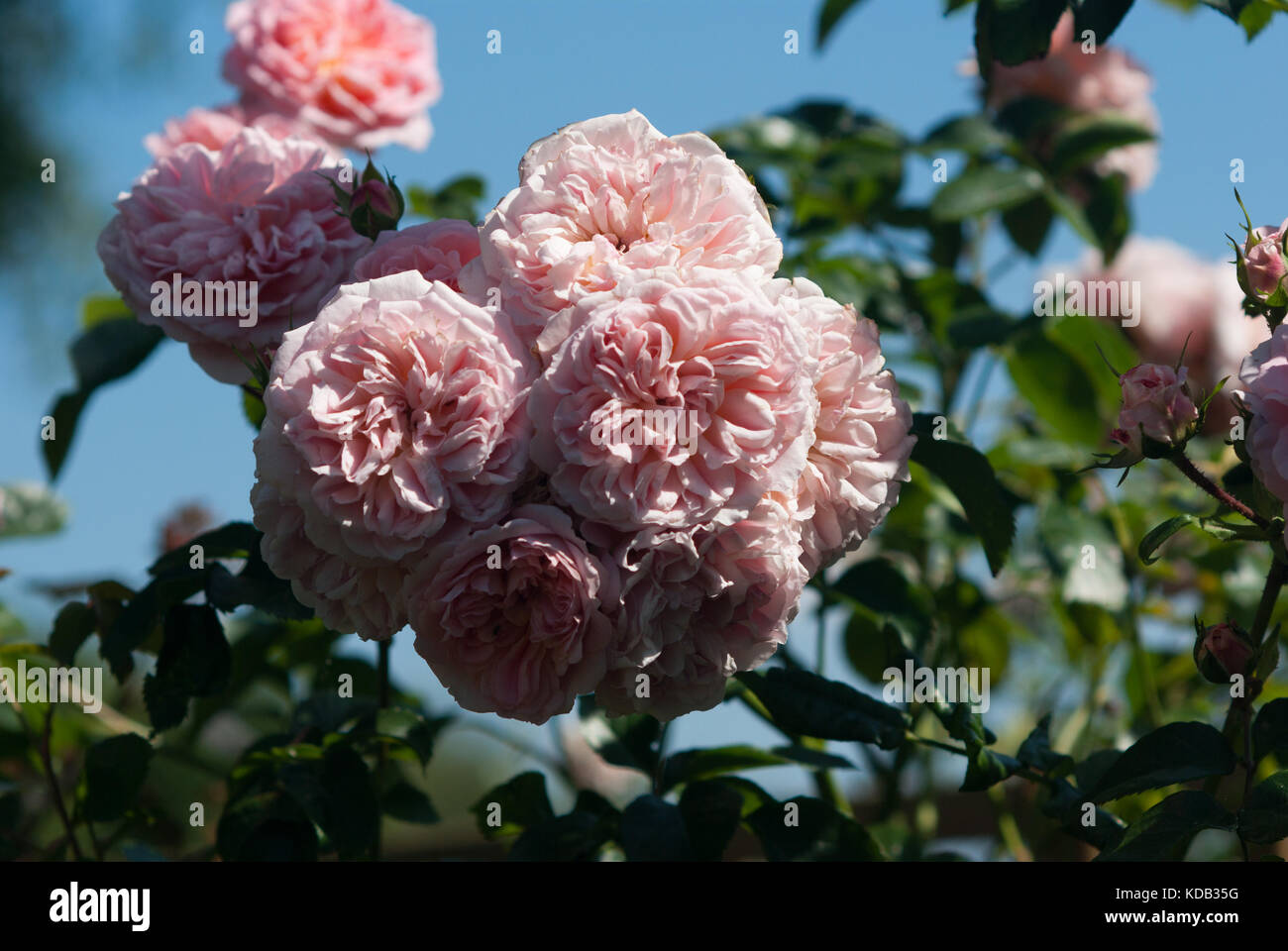 Pirouette rose hi-res stock photography and images - Alamy