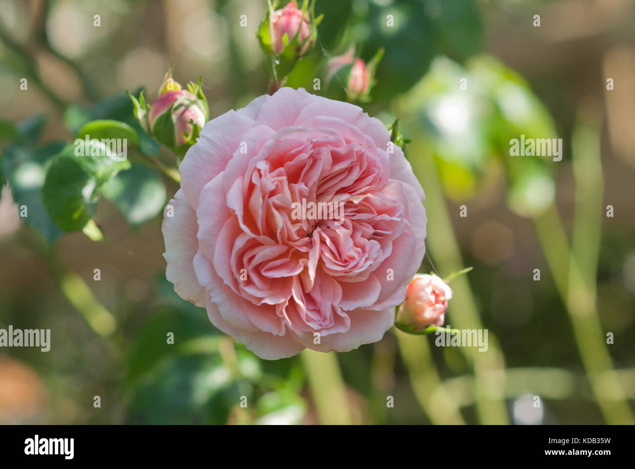 Pirouette hi-res stock photography and images - Alamy