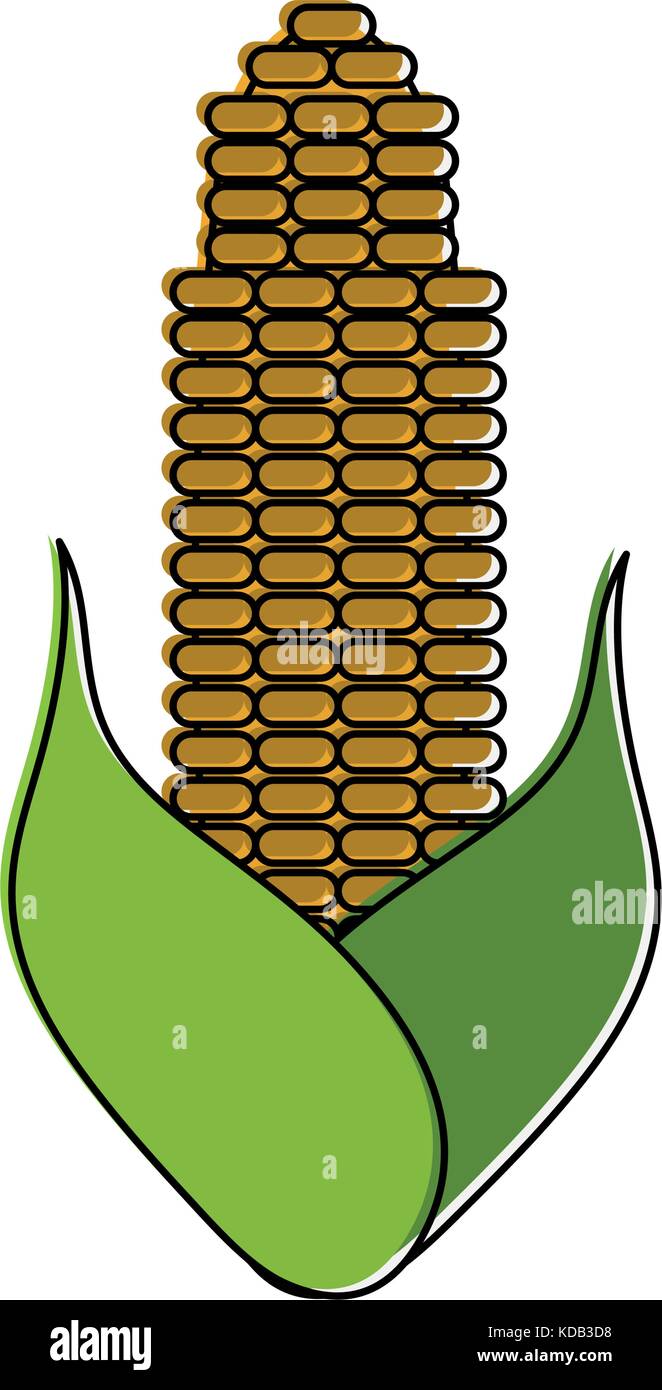 corn knob vegetable icon image Stock Vector Image & Art - Alamy