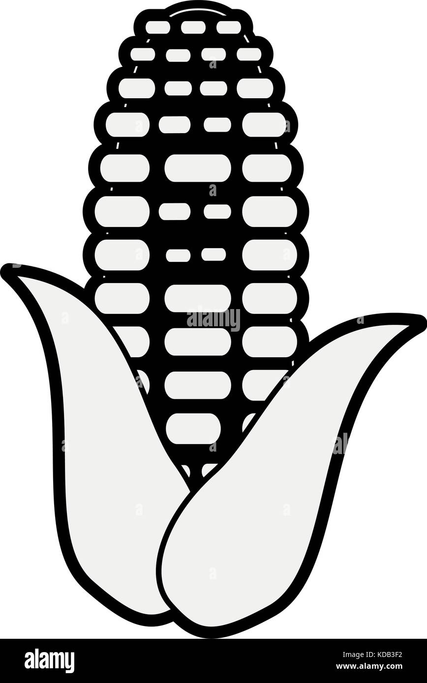 corn knob vegetable icon image Stock Vector Image & Art - Alamy