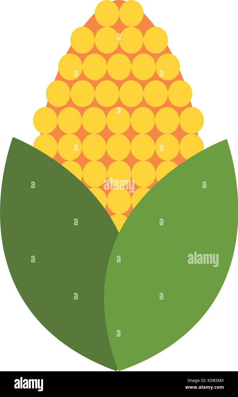 corn knob vegetable icon image vector illustration Stock Vector Image ...