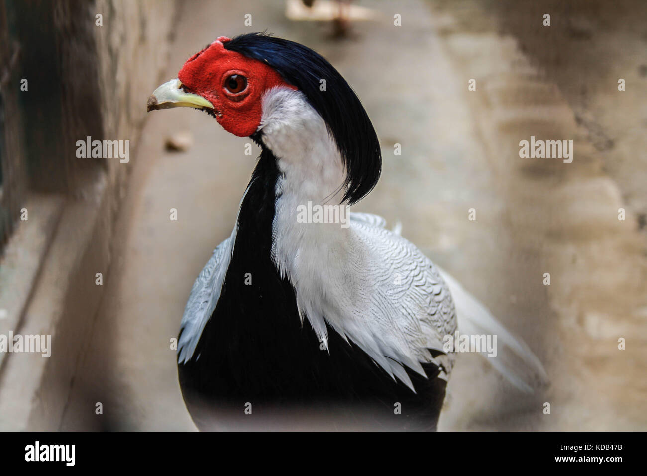 A rare breed of Hen in Lahore, Pakistan Stock Photo - Alamy