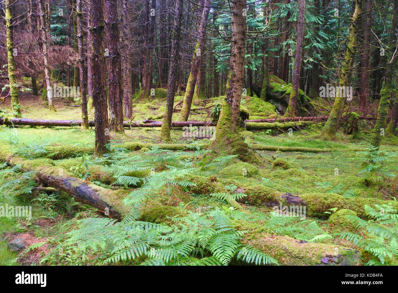 Dark forest ireland hi-res stock photography and images - Alamy