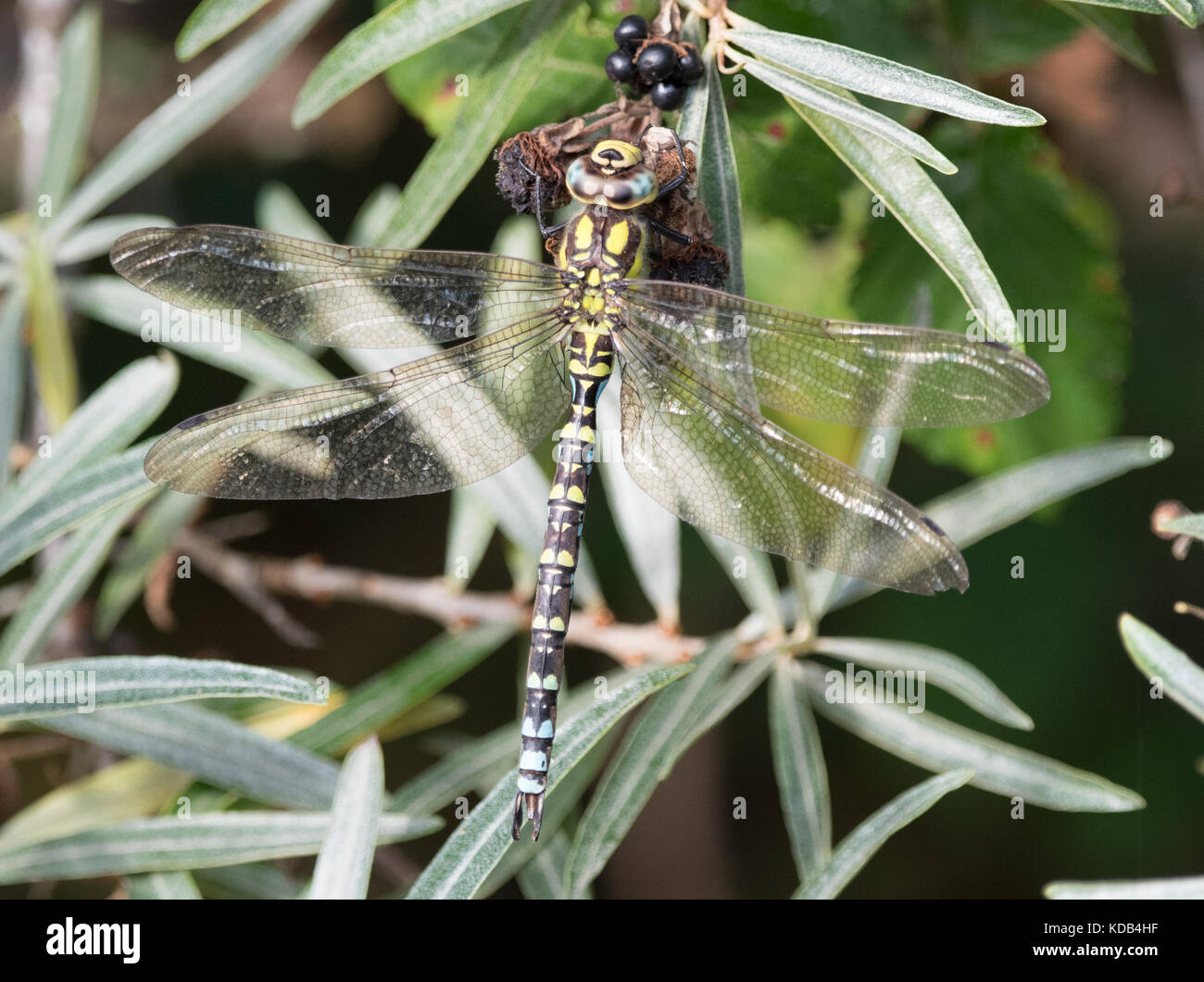 Southern Hawker Dragonfly Stock Photo - Alamy