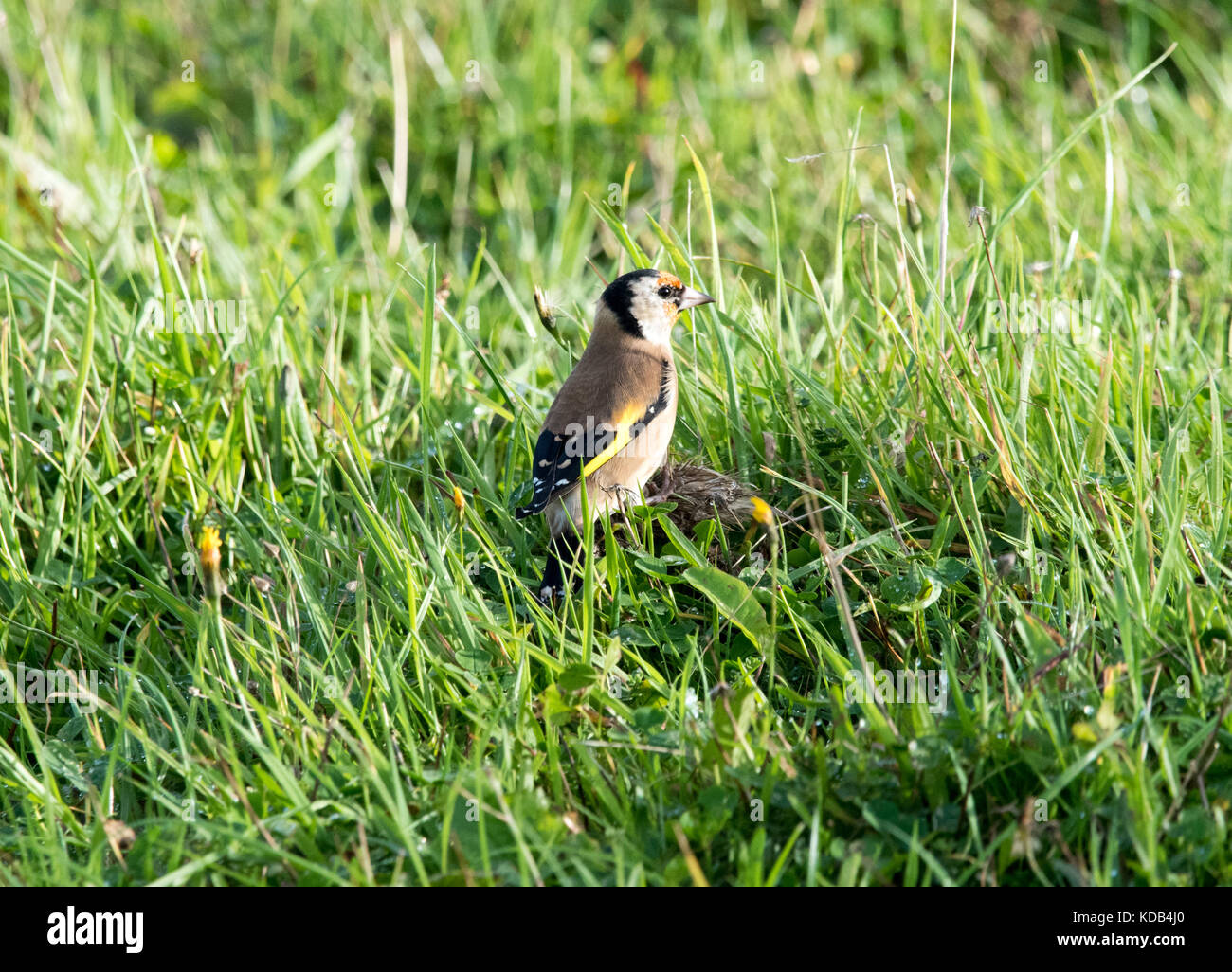 Flying goldfinch hi-res stock photography and images - Alamy