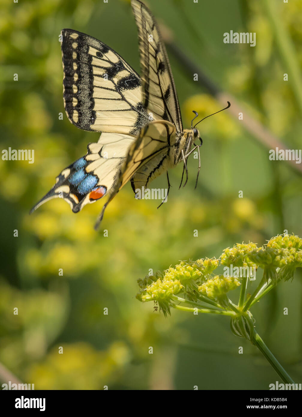 Swallowtail butterfly in flight landing on a flower Stock Photo - Alamy