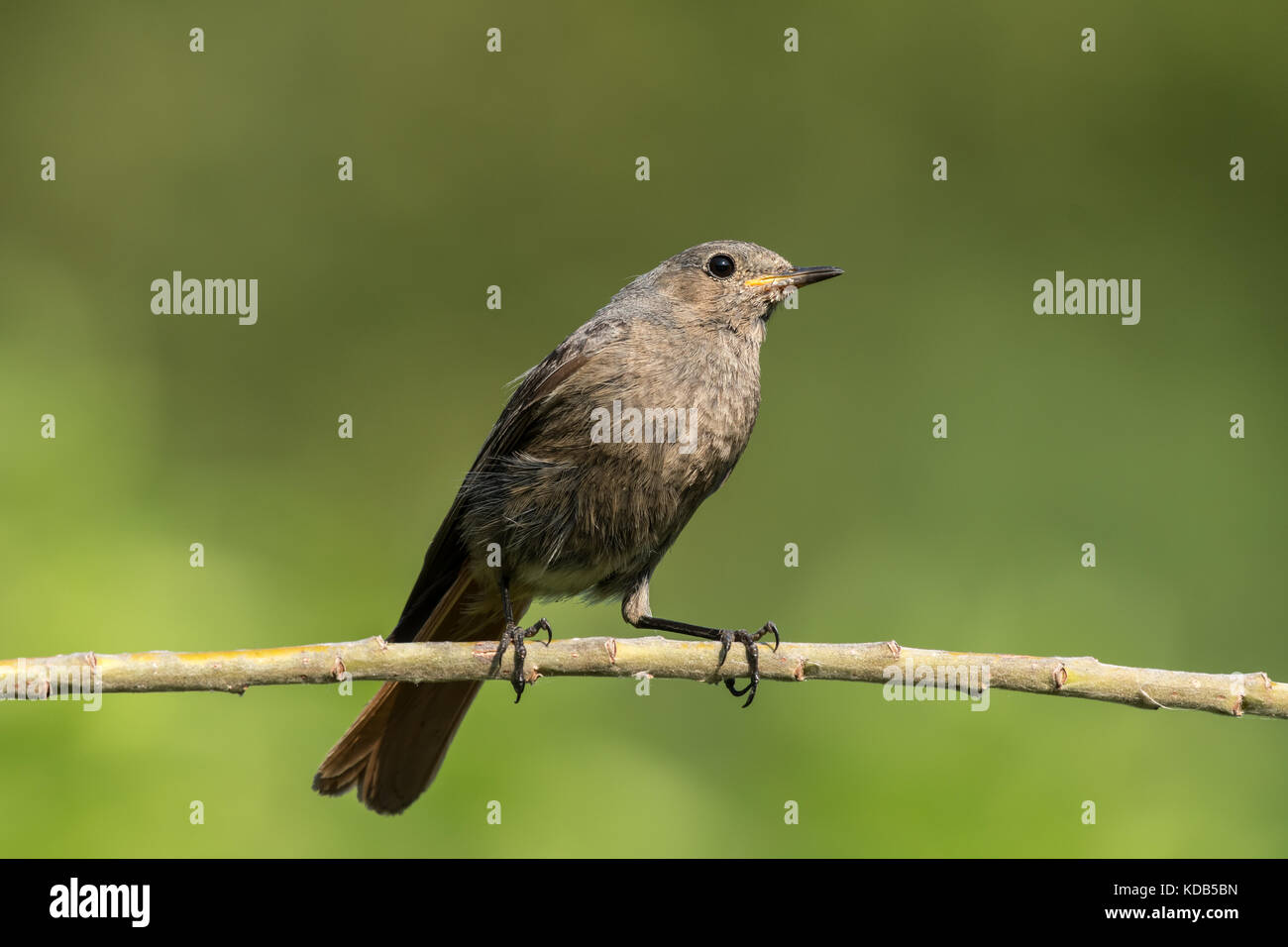 Black redstart in backyard hi-res stock photography and images - Alamy