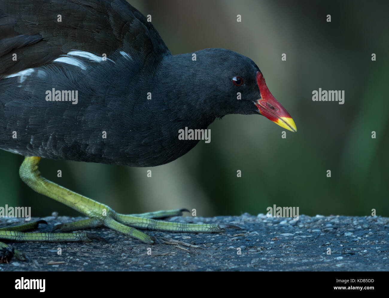 Moorhen city hi-res stock photography and images - Alamy