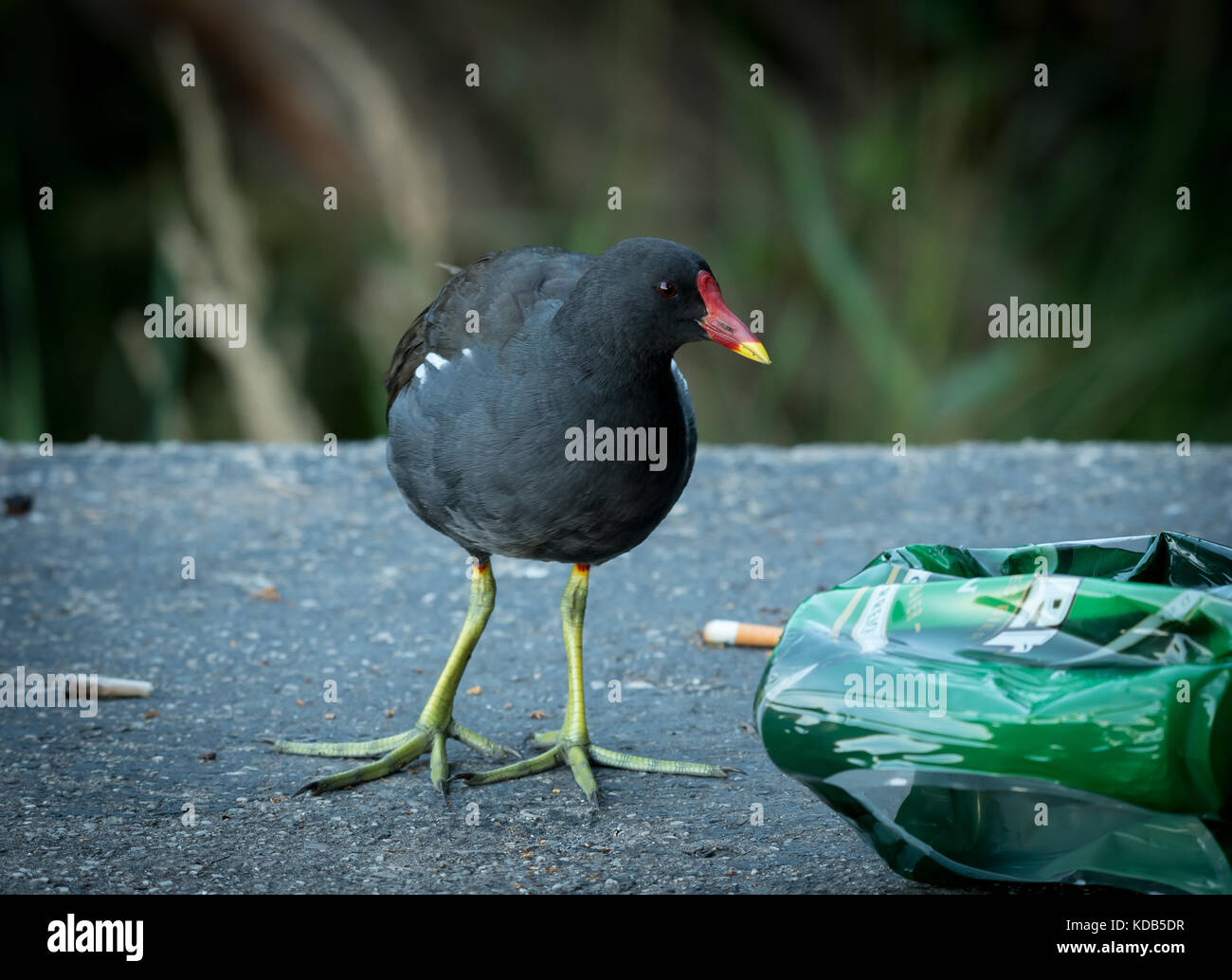 Common moorhen looking for food in the city Stock Photo - Alamy