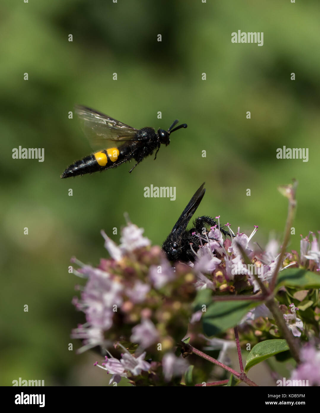 Scolia Hirta High Resolution Stock Photography and Images - Alamy