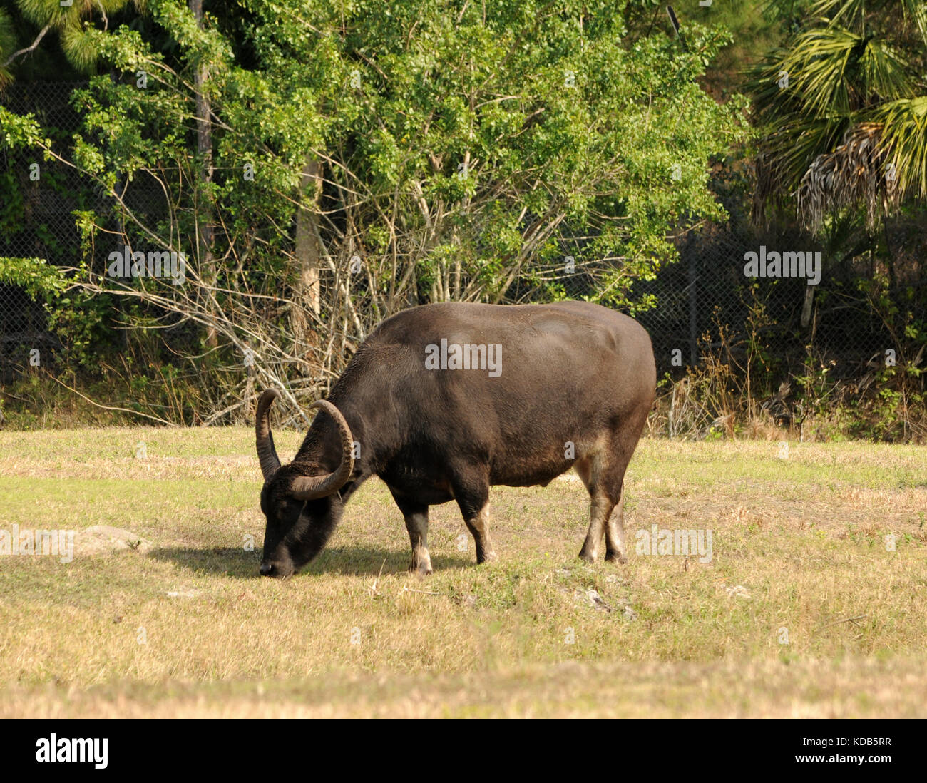 Buffalo lawn hi-res stock photography and images - Alamy