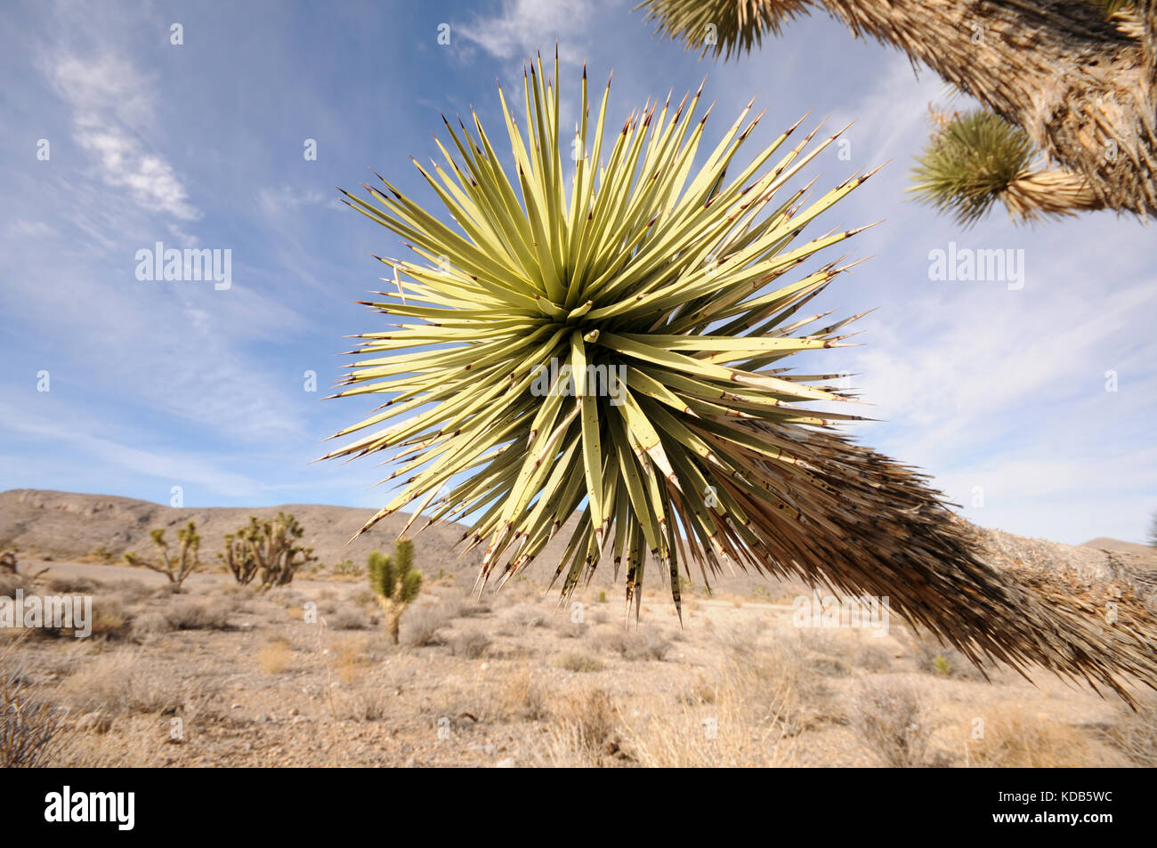 Desert vegetation and scenery from nevada, USA Stock Photo - Alamy