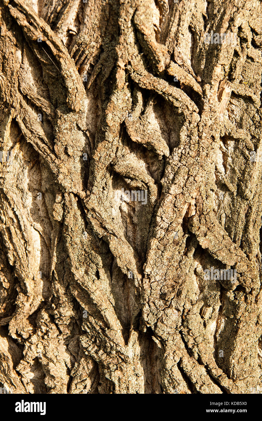 Bark of a poplar tree Stock Photo - Alamy