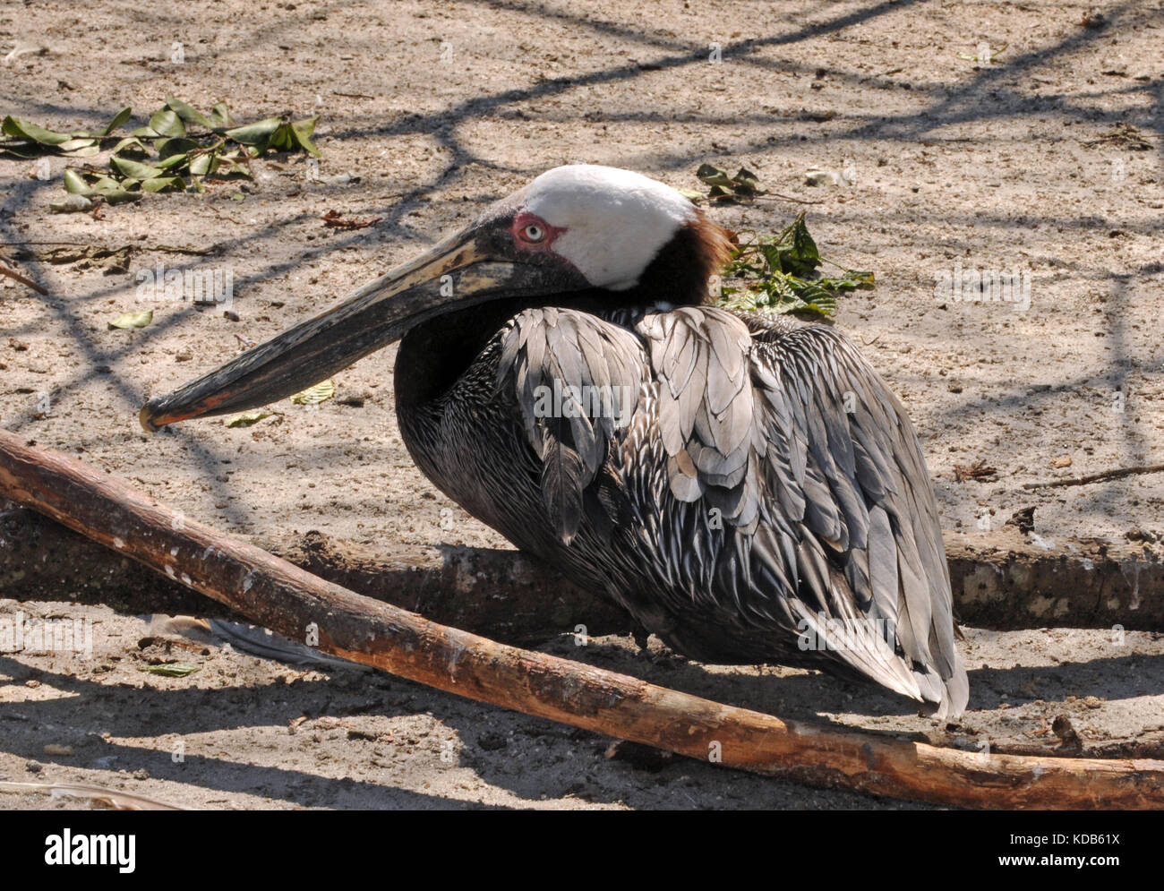 Injured brown pelican resting on the ground Stock Photo - Alamy