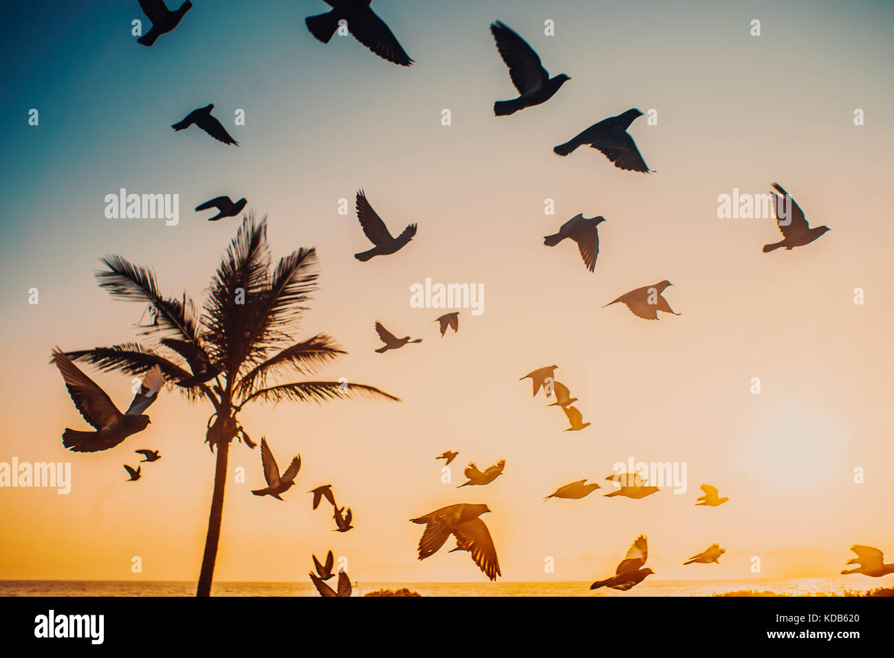 Many Birds belong together with wings to fly and a place to be the ...