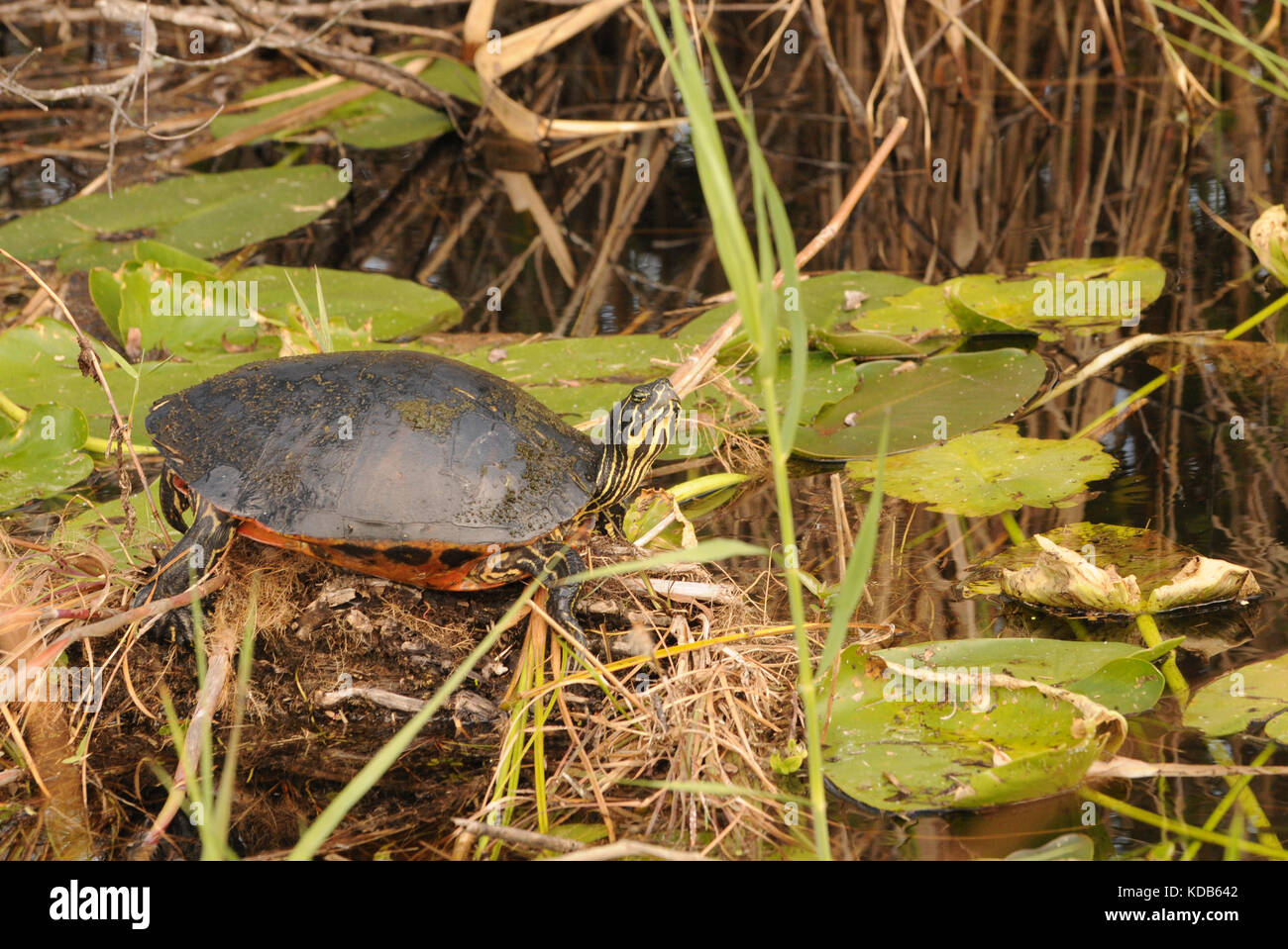 Turtle resting in the Florida Everglades Stock Photo - Alamy